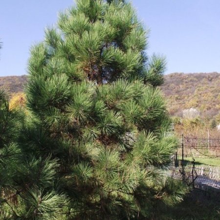 7 Types of Pine Trees That are Great for Home Landscapes
