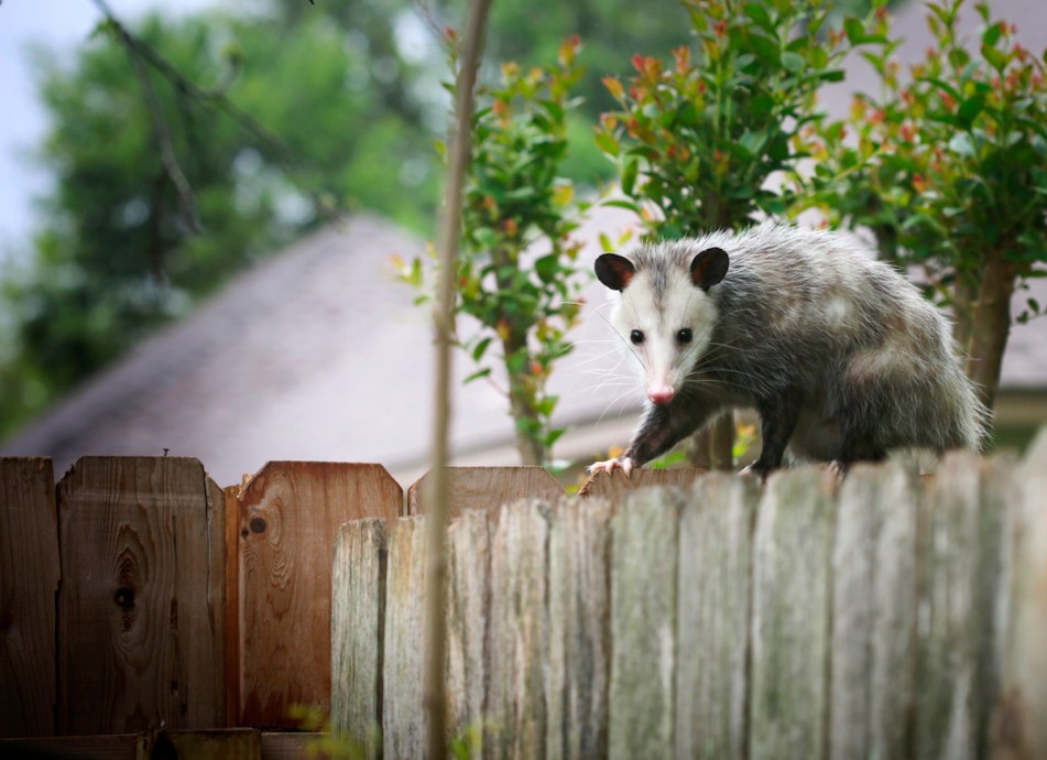 The Surprising Benefit of Opossums All Homeowners Should Know About ...