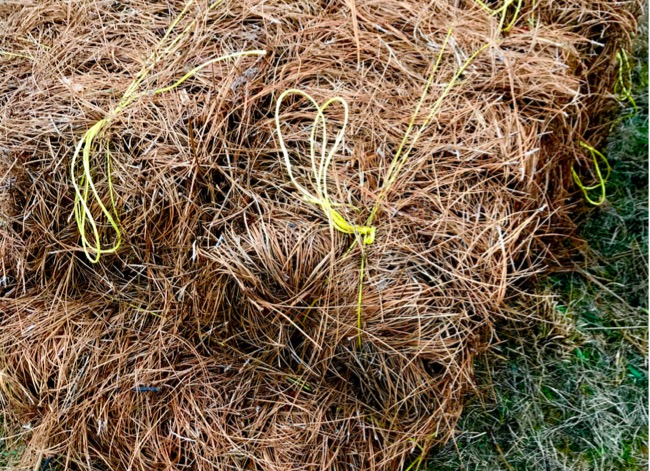 9 Things to Know About Using Pine Straw Mulch in Your Yard