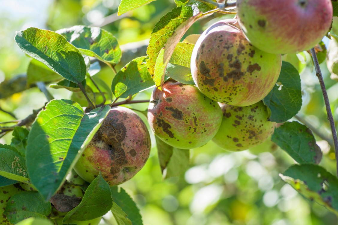 7 Common Tree Diseases and How to Fix Them