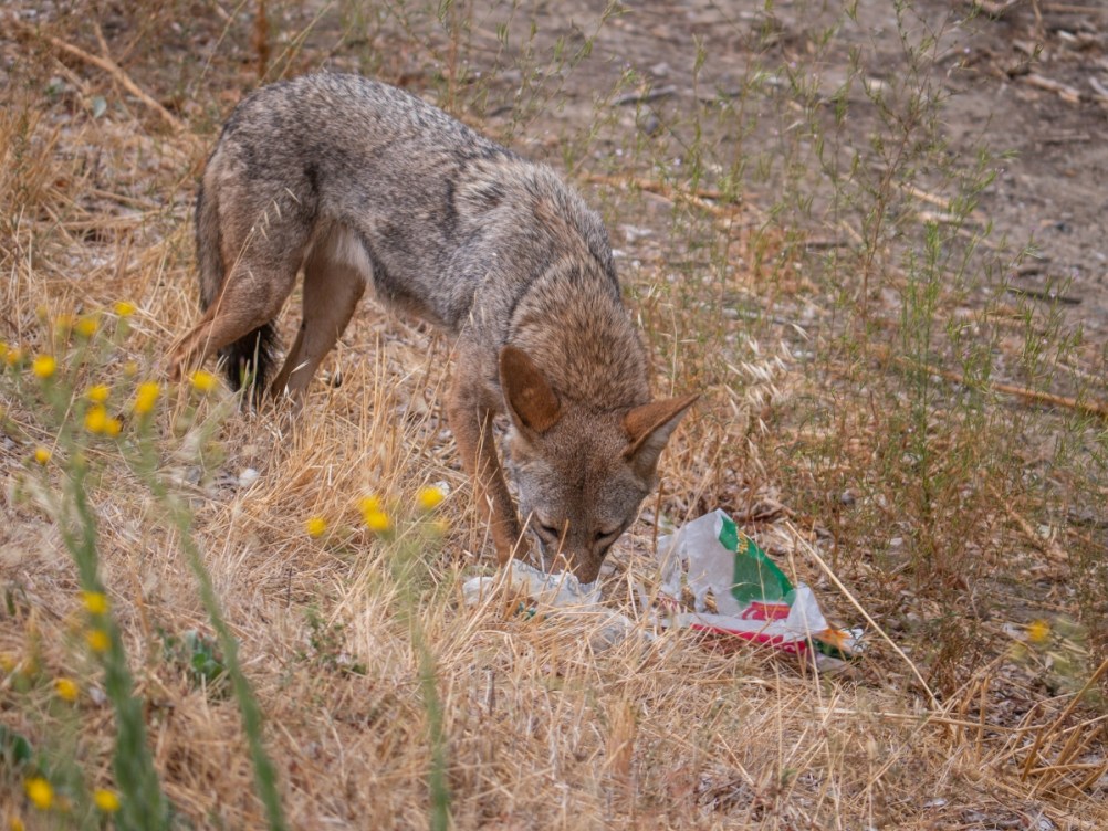 How to Keep Coyotes Away From Your Property