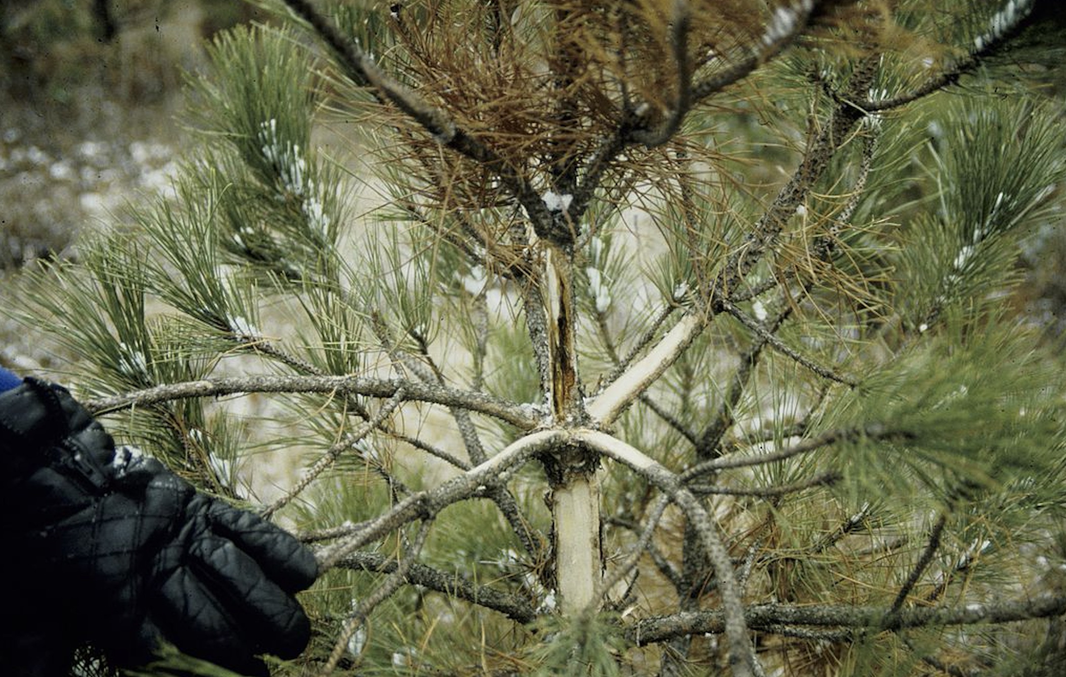 7 Common Tree Diseases and How to Fix Them