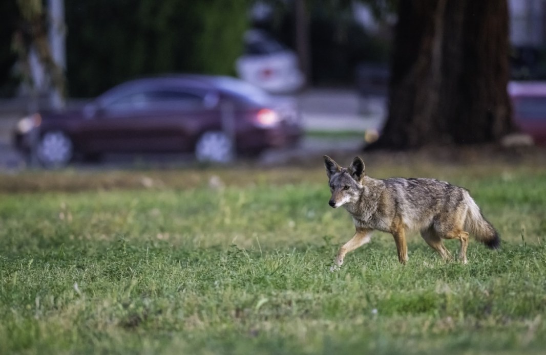 How to Keep Coyotes Away From Your Property