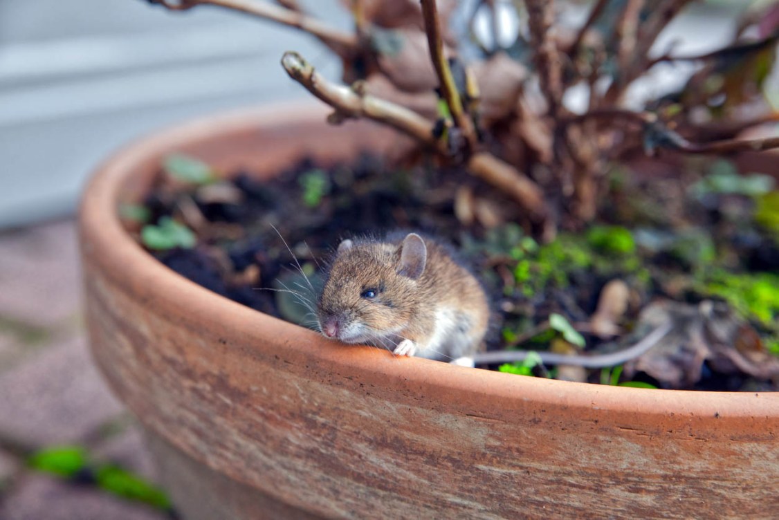 House Mouse vs. Deer Mouse: What's the Real Difference? - Bob Vila