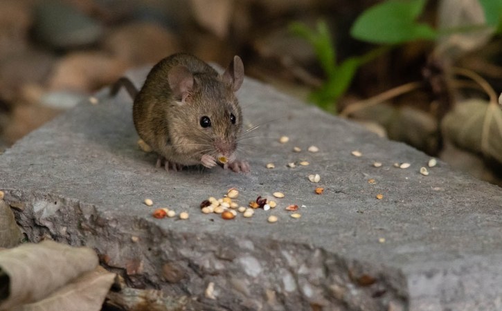 House Mouse vs. Deer Mouse: What's the Real Difference? - Bob Vila
