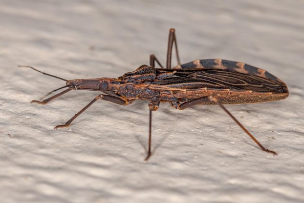 How To Get Rid of Kissing Bugs and Prevent an Infestation - Bob Vila