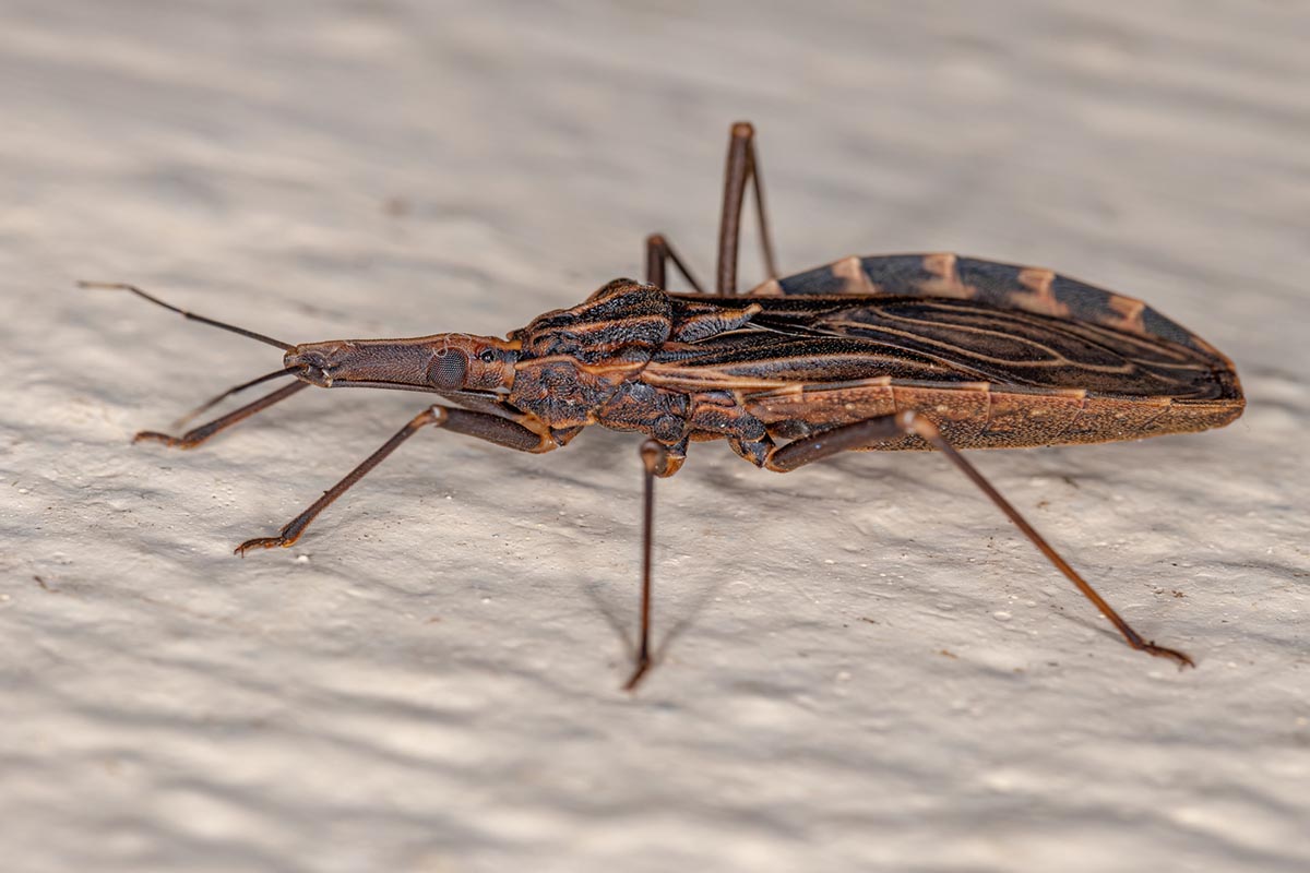 How To Get Rid of Kissing Bugs and Prevent an Infestation - Bob Vila
