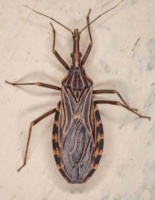 How To Get Rid of Kissing Bugs and Prevent an Infestation - Bob Vila