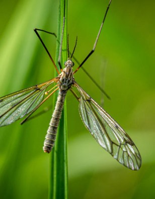 How To Get Rid of Crane Flies From the Home and Garden - Bob Vila