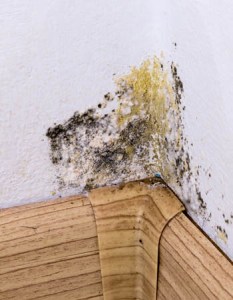 What Are Mold Mites? Everything To Know About These Mold-Eating ...