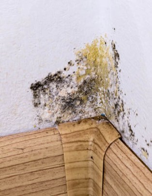 What Are Mold Mites? Everything To Know About These Mold-Eating ...