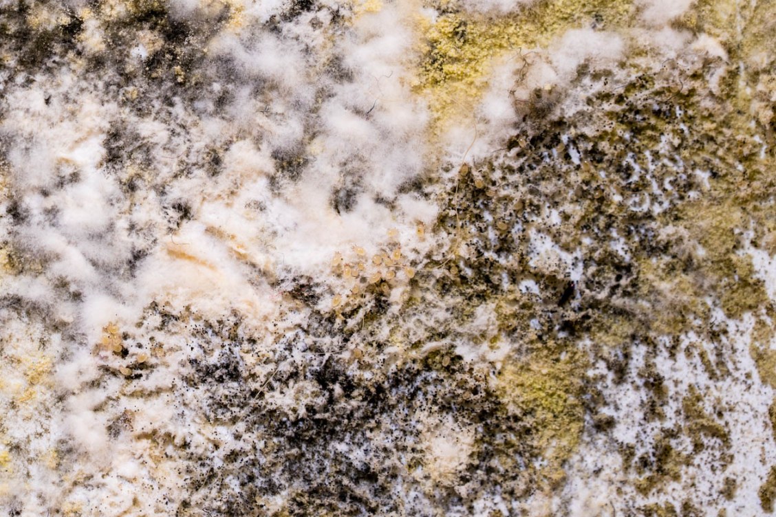 What Are Mold Mites? Everything To Know About These Mold-Eating ...