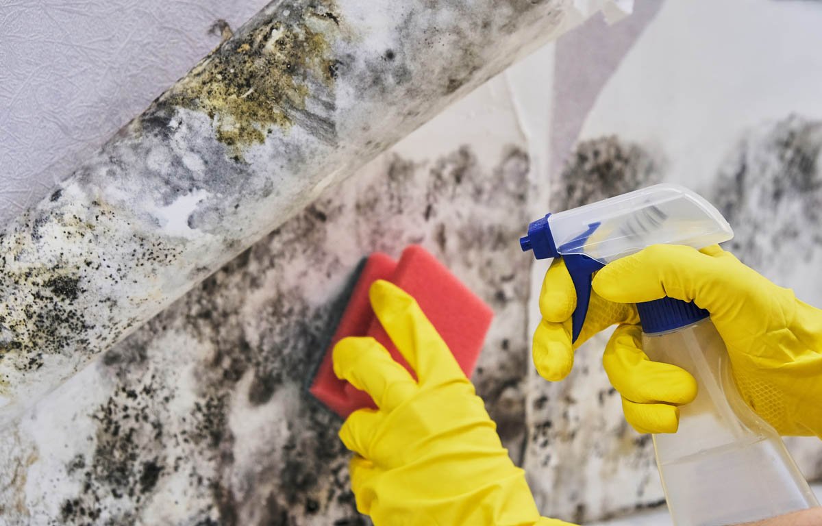 Can You Paint Over Mold? What You Need to Know