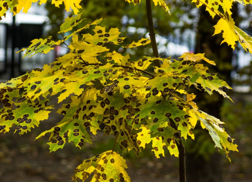 7 Common Tree Diseases and How to Fix Them