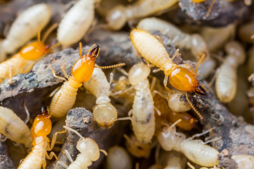 What Do Termites Look Like? Solved! (Homeowner's Guide) - Bob Vila