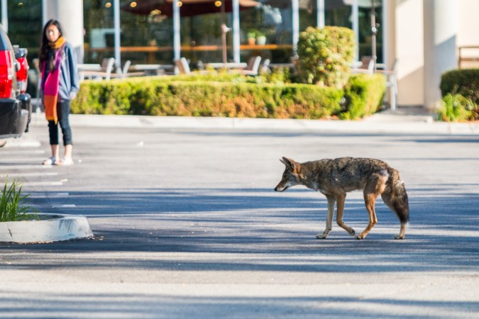 How to Keep Coyotes Away From Your Property