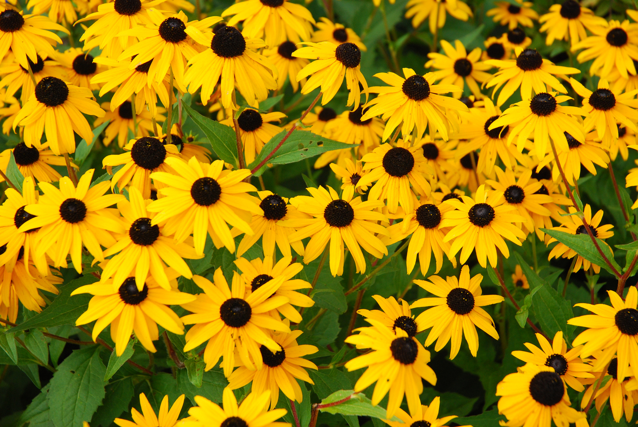 What are Biennial Plants