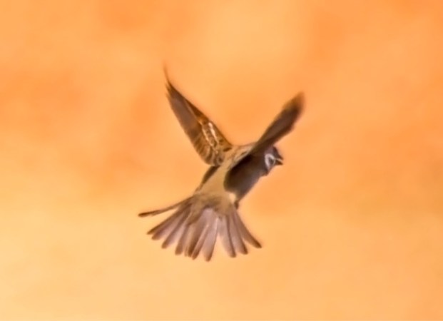 What to Do When a Bird Hits a Window on Your Home