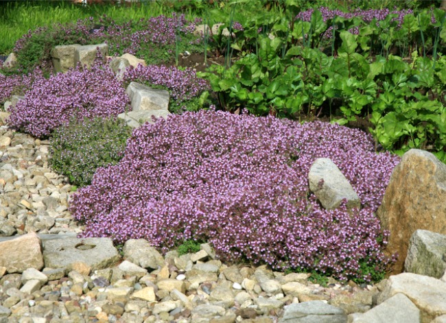 Tired of Your High-Maintenance Turf? 7 Reasons to Consider a Creeping ...
