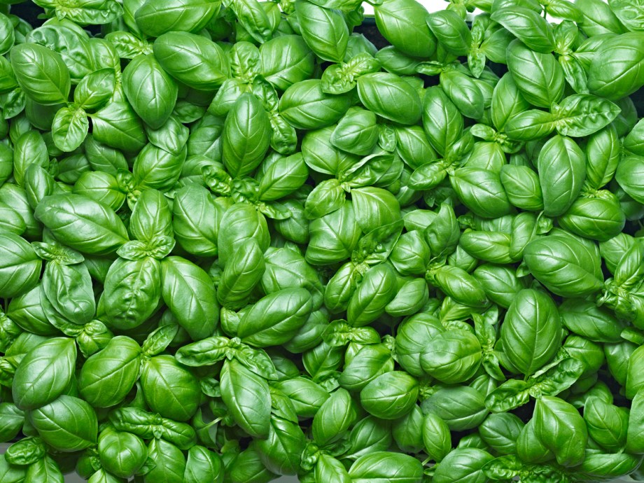 How to Grow Basil at Home