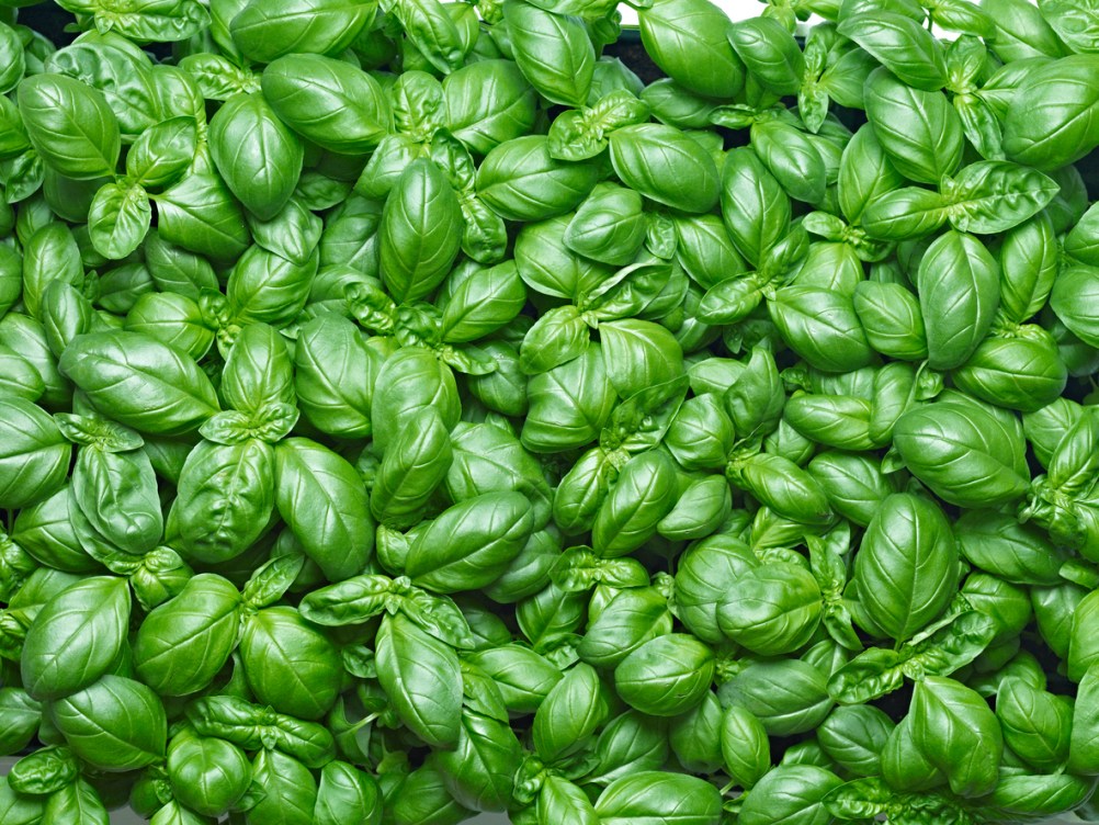 How to Grow Basil at Home