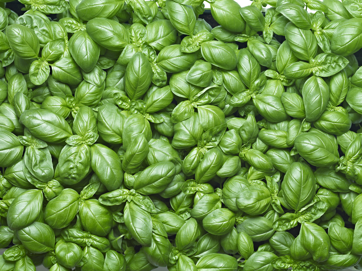 How to Grow Basil at Home