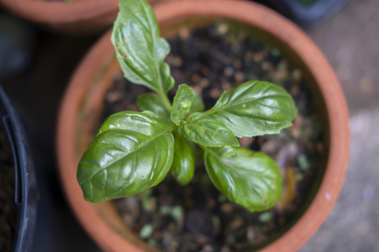 How to Grow Basil at Home