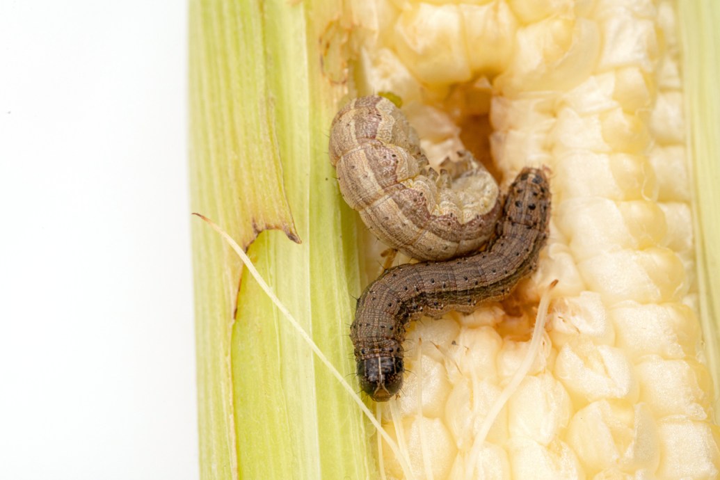 How to Get Rid of Armyworms