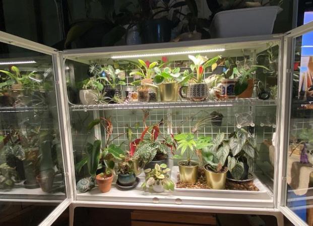 How to Increase Humidity for Plants Indoors - Bob Vila