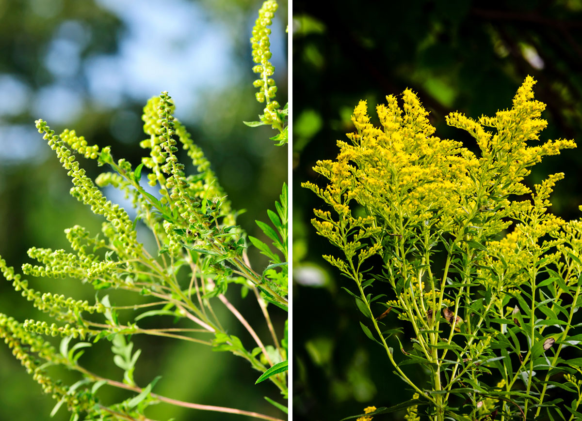 Ragweed vs. Goldenrod: How to Tell Them Apart