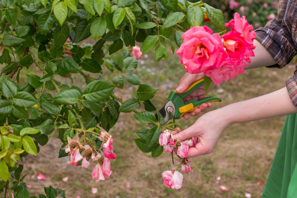 When to Prune Roses