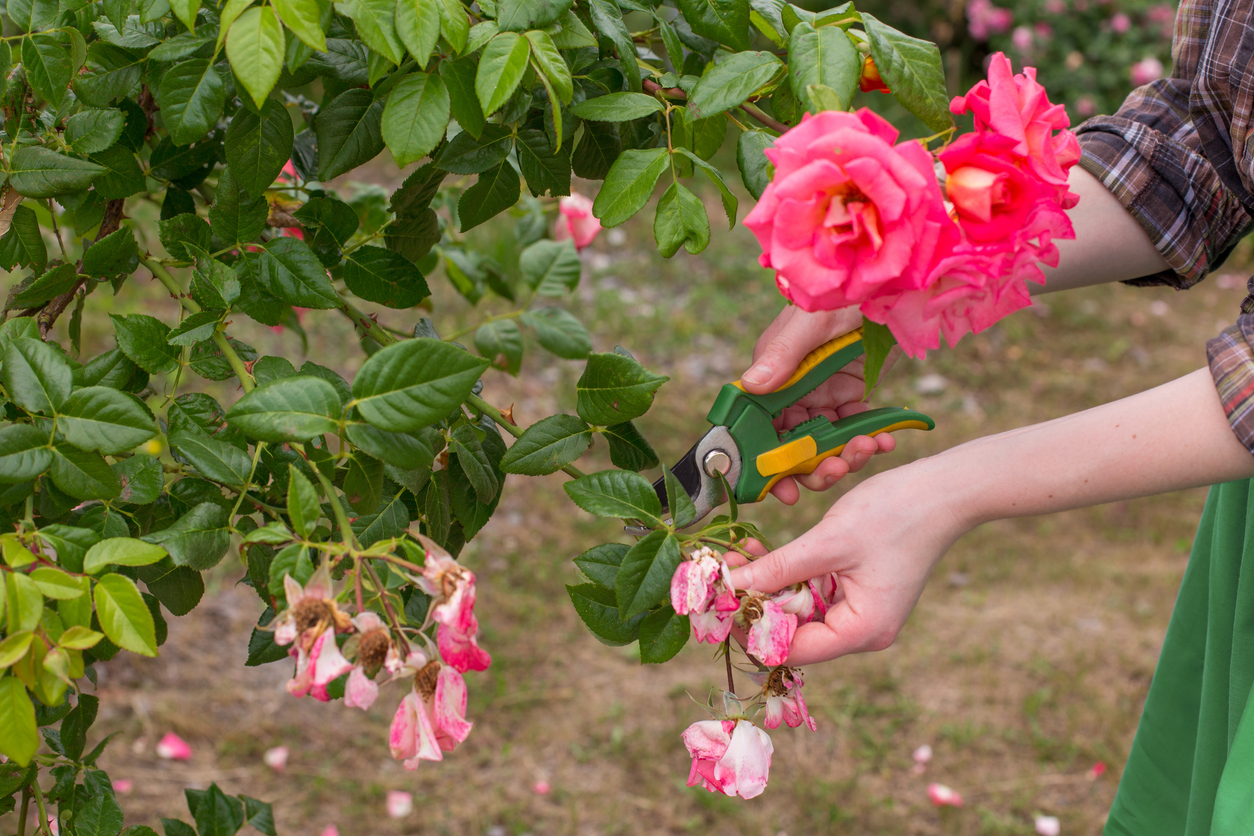 When to Prune Roses