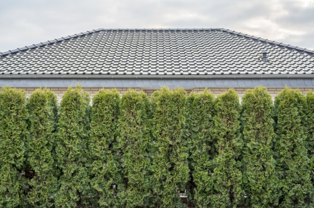 5 Windbreak Ideas That Can Help Conserve Energy at Home