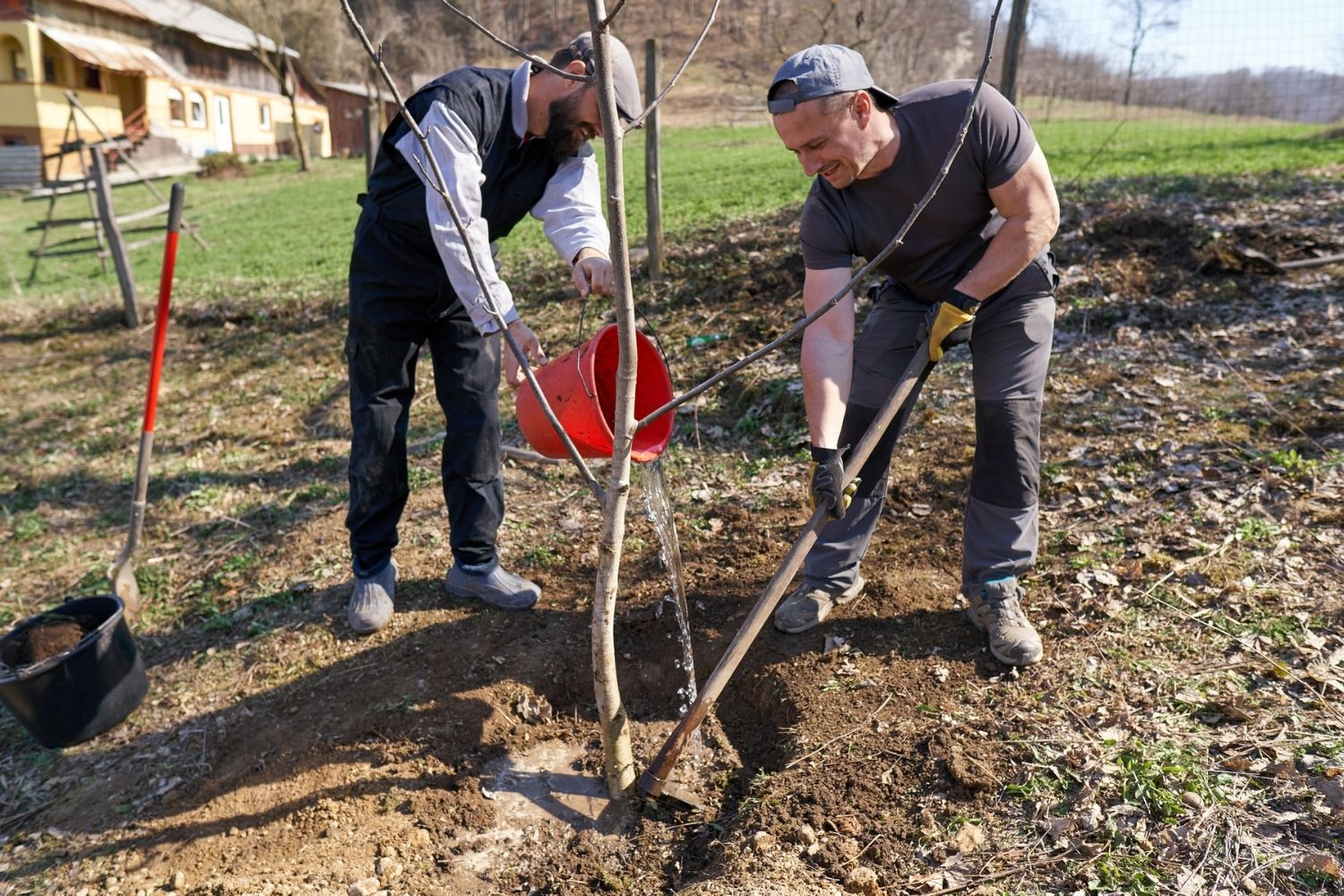 How Much Does It Cost to Plant a Tree? A Budget Guide - Bob Vila