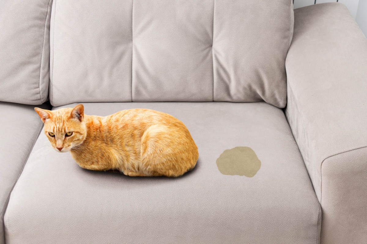 Here's How To Get Rid Of Cat Pee Smell In Your Home For A Freshly ...