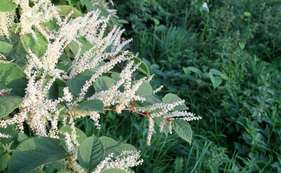 How To Remove Japanese Knotweed From Your Garden, Or When To Call For ...