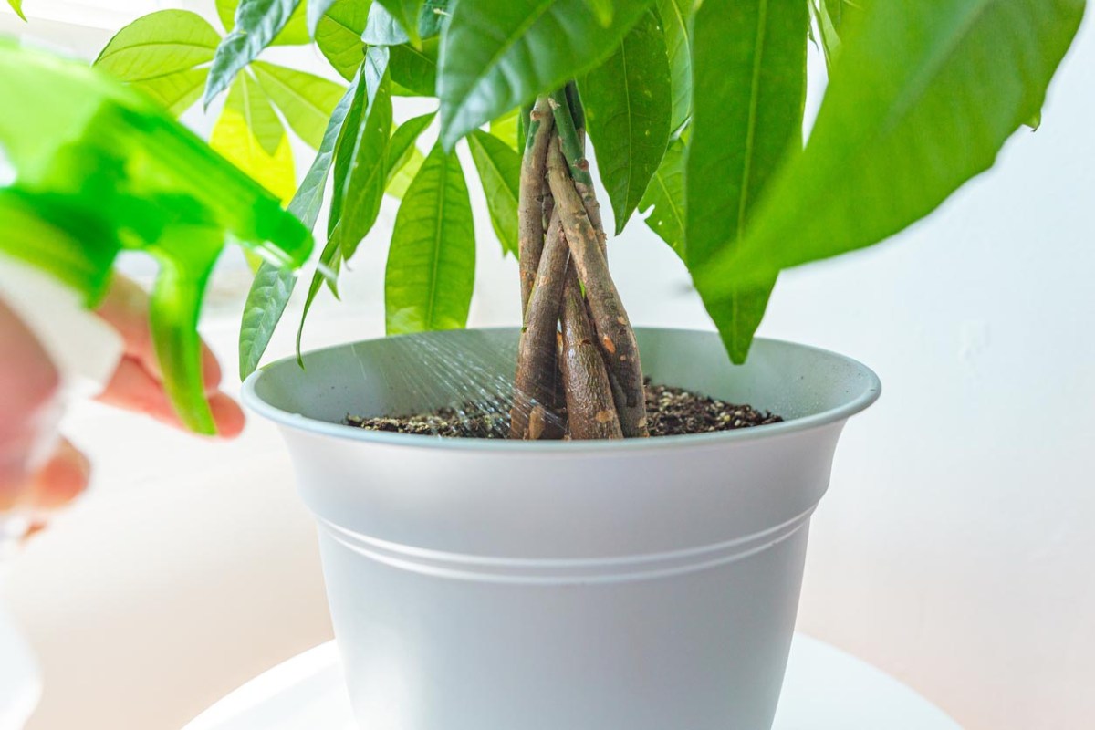 Money Tree Care 101: This Plant Care Routine is Ideal for Newbie Plant ...
