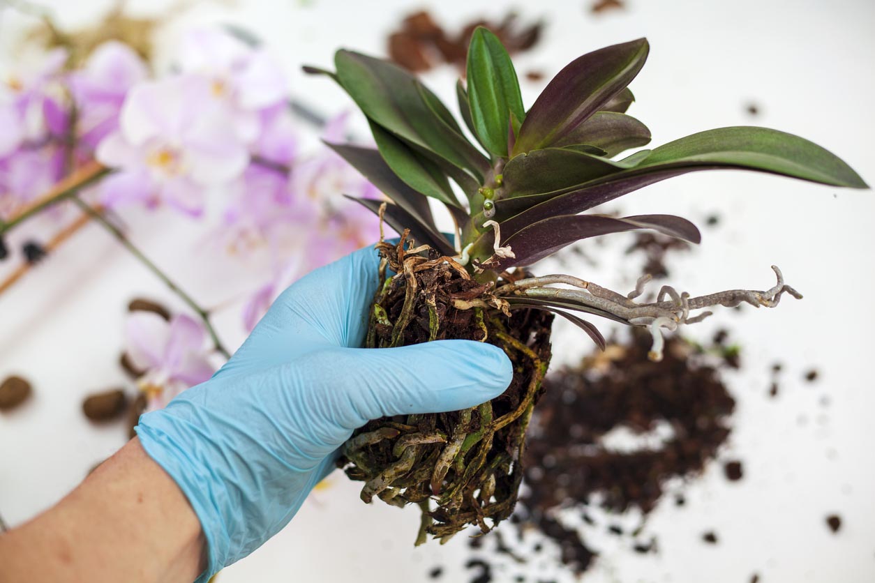 Orchid Care 101: The Secret to More Beautiful Blooms