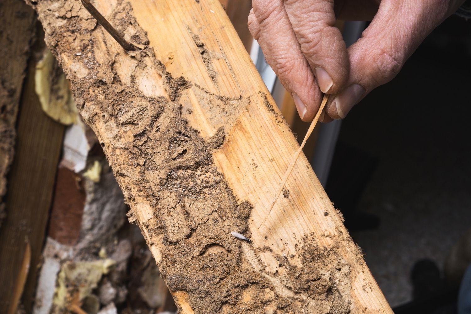 Termites vs. Ants: How to Identify and Tell Apart - Bob Vila