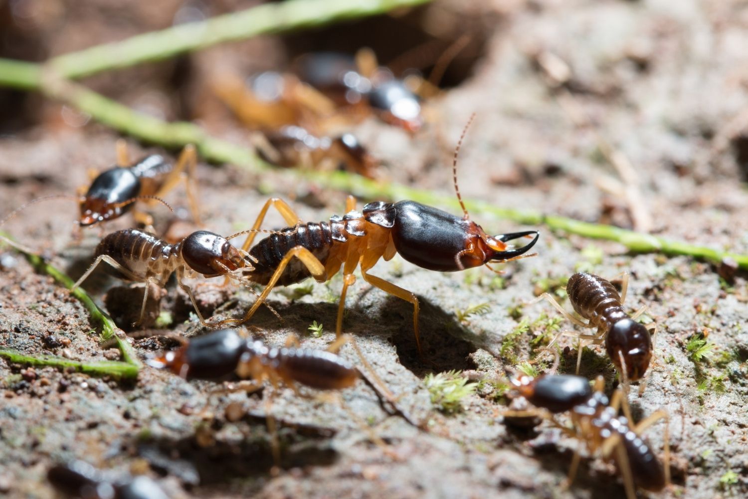 Termites vs. Ants: How to Identify and Tell Apart - Bob Vila
