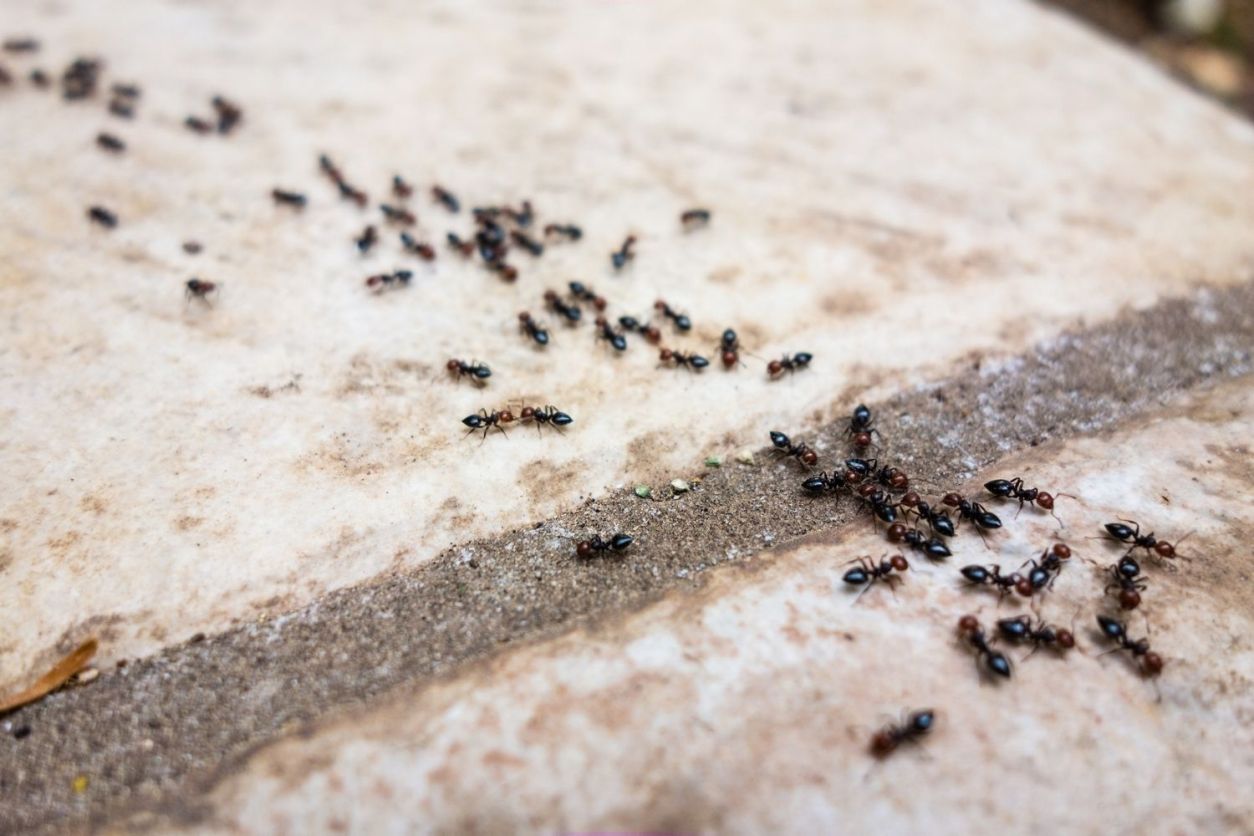 Termites vs. Ants: How to Identify and Tell Apart - Bob Vila