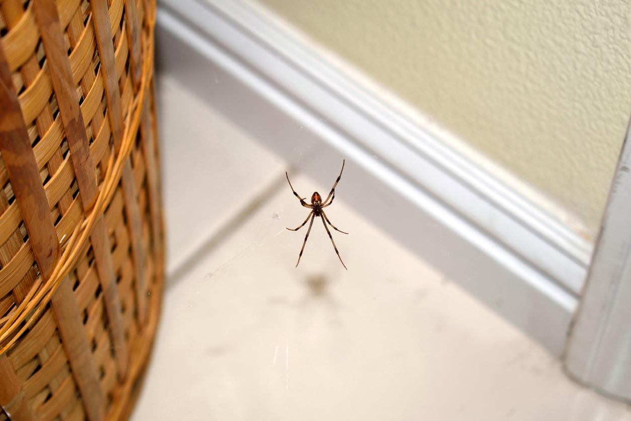What Attracts Spiders? How You're Inviting Spiders Into Your Home—And ...