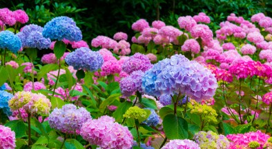 How To Change Hydrangea Color From Blue to Pink, or Vice Versa