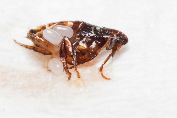 How to Kill Fleas in Carpets and Rugs
