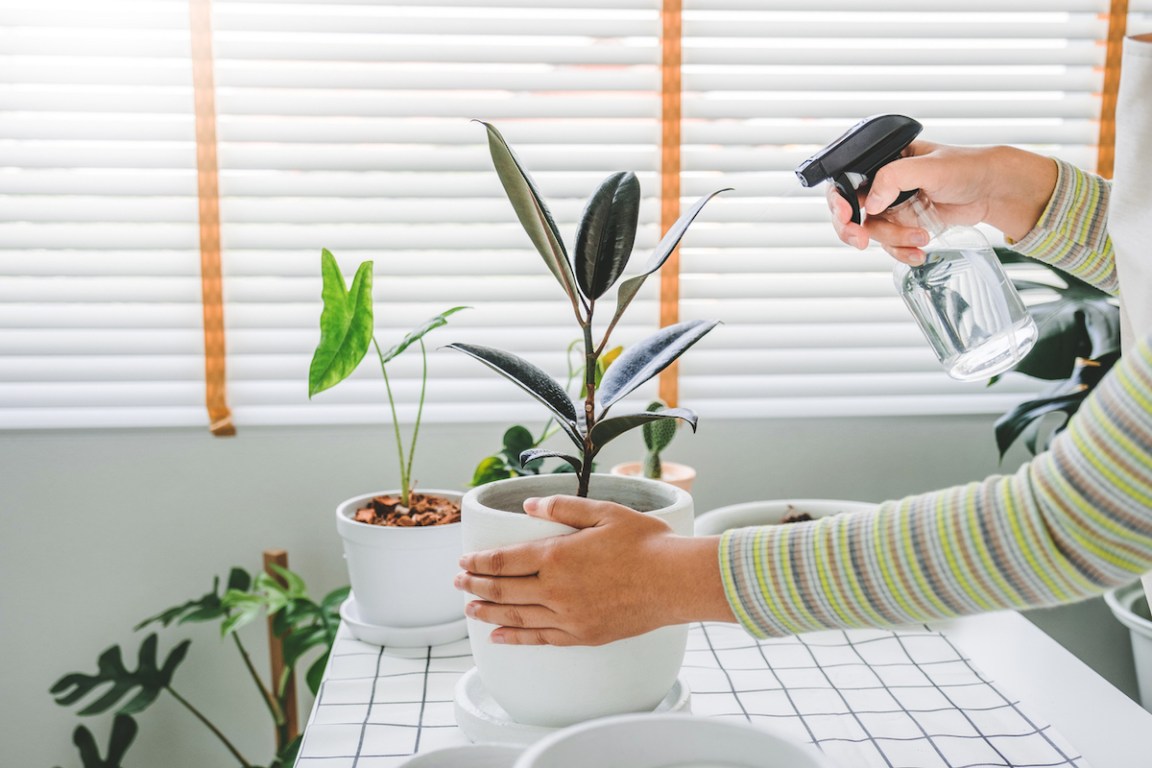 Rubber Plant Care 101: Mastering This Trendy Indoor Tree - Bob Vila