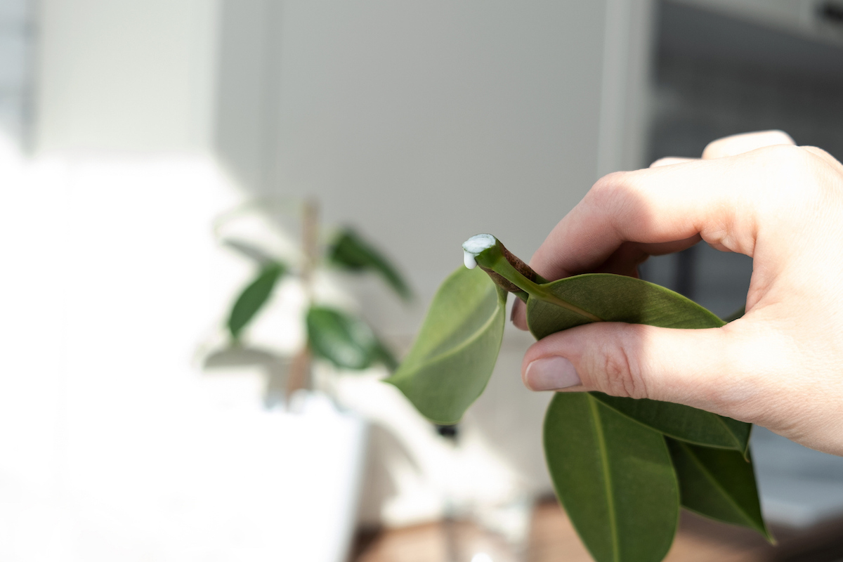 Rubber Plant Care 101: Mastering This Trendy Indoor Tree - Bob Vila