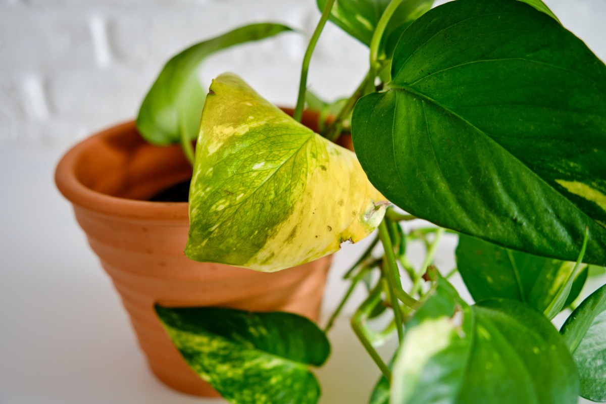 Pothos Plant Care 101 | Devil's Ivy Care - Bob Vila