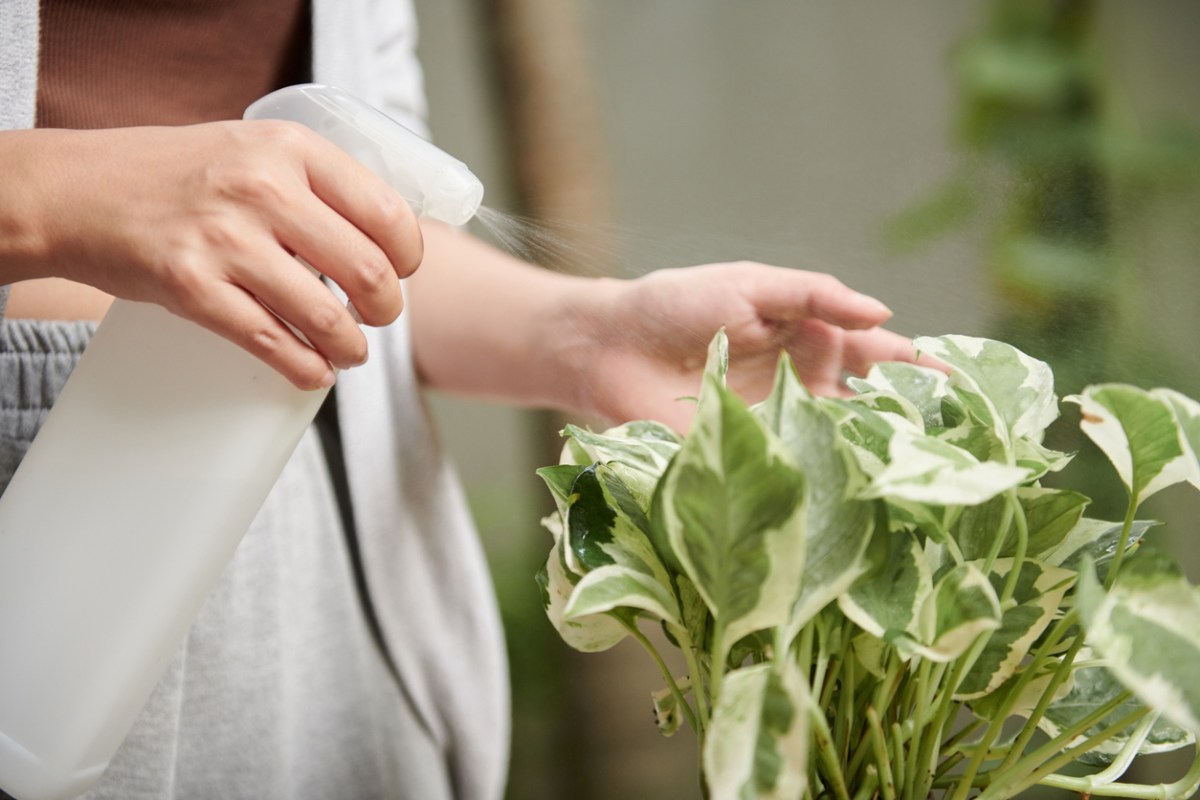 Pothos Plant Care 101 | Devil's Ivy Care - Bob Vila