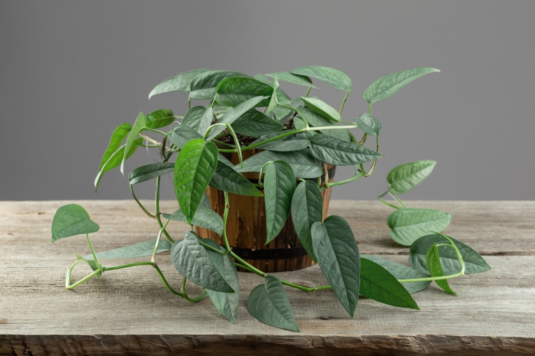 Pothos Plant Care 101 | Devil's Ivy Care - Bob Vila