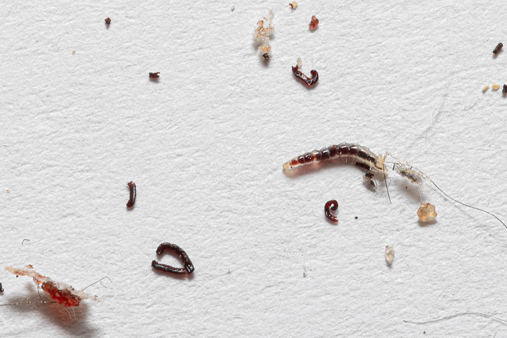 How to Kill Fleas in Carpets and Rugs